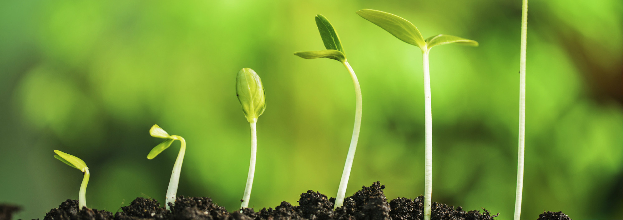 The essential guide to:Self-invested personal pensions (SIPPs) – A ...